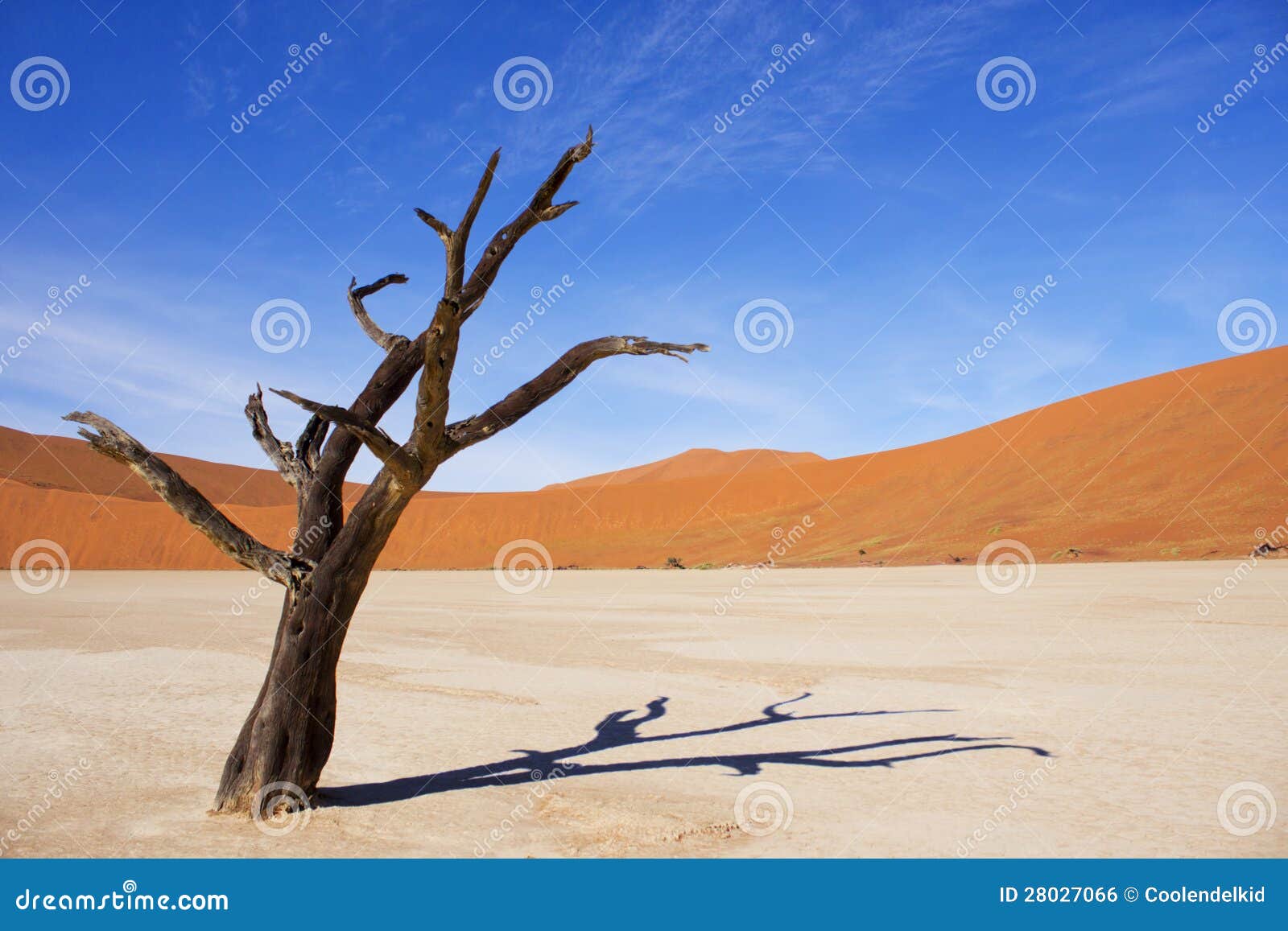Amazing Dead Trees in Beautiful Desert. Stock Photo - Image of namibia ...