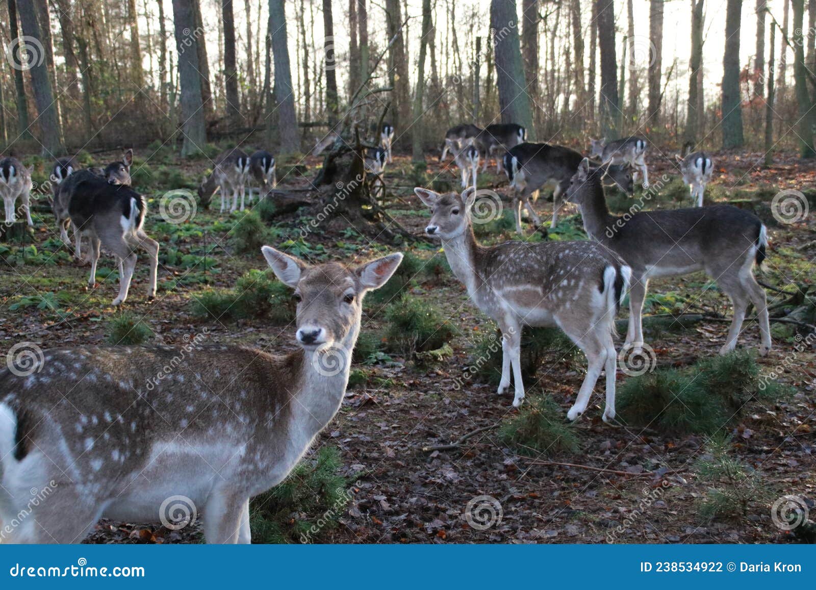 Amazing deer in nature stock photo. Image of national - 238534922