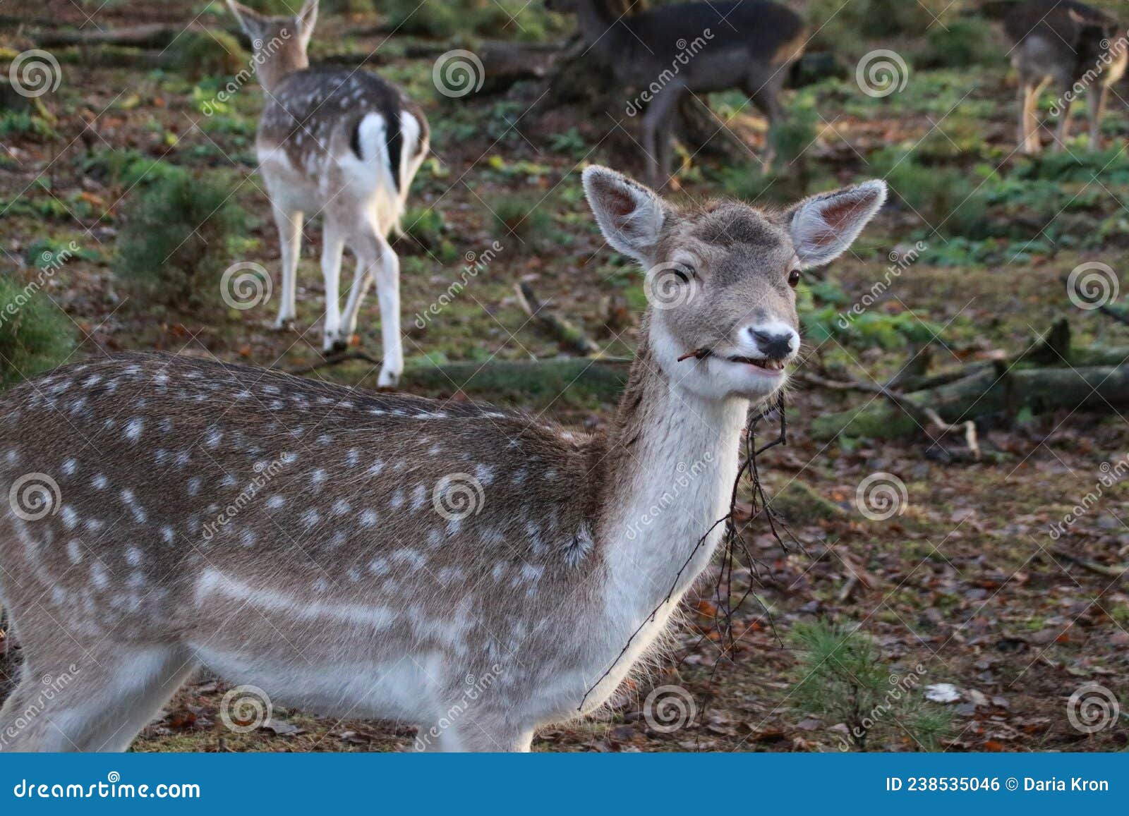 Amazing deer in nature stock photo. Image of natural - 238535046