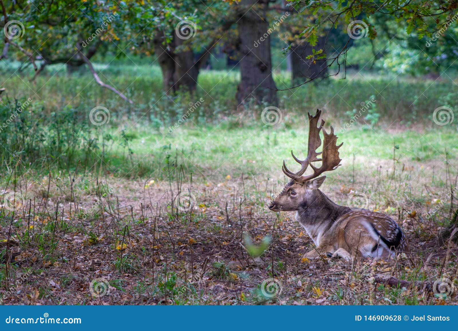 Amazing Deer - Stag in the Forest Stock Photo - Image of field, forest ...