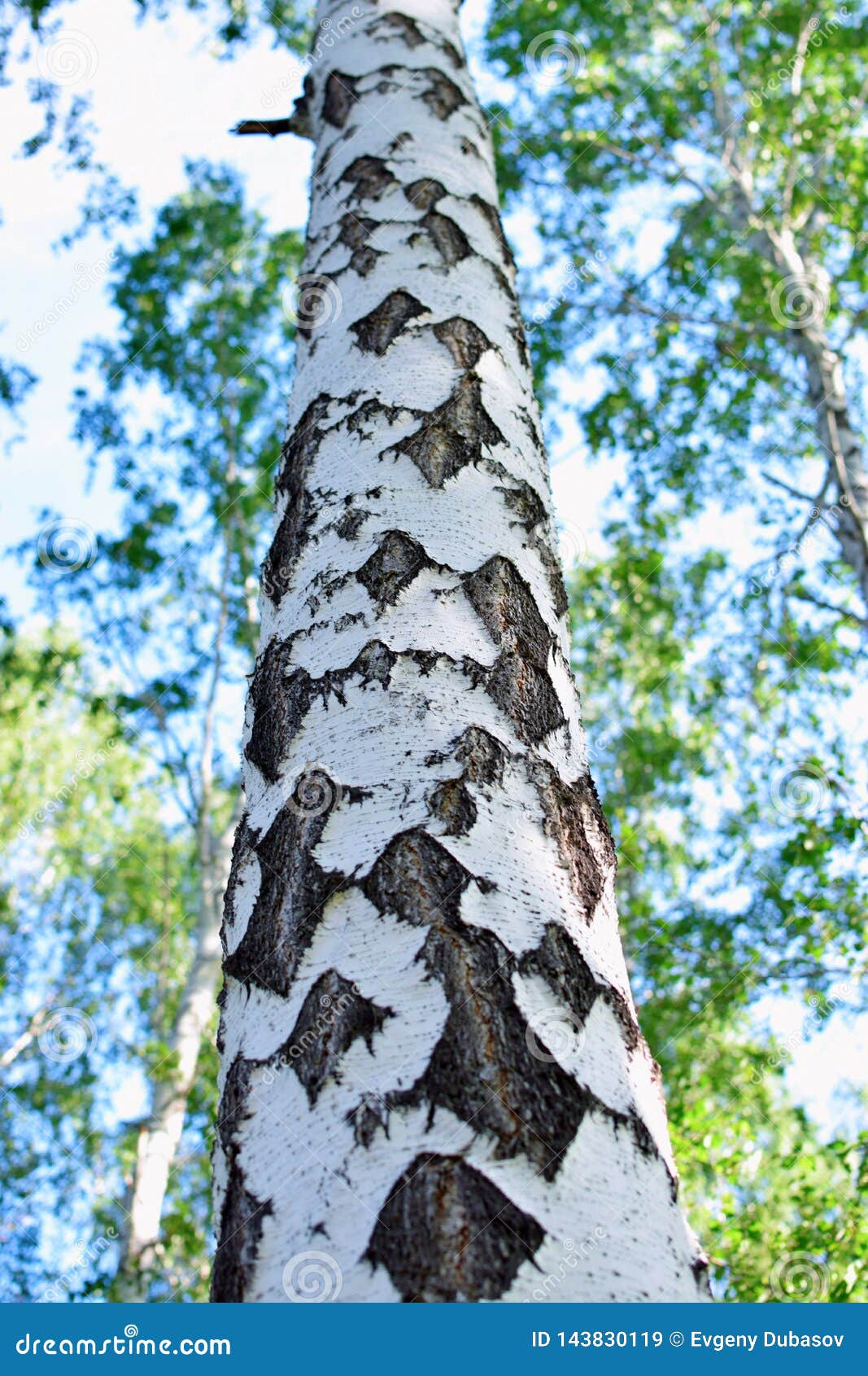 Amazing Diamond-shaped Texture of Birch Bark in Forest Stock Image ...