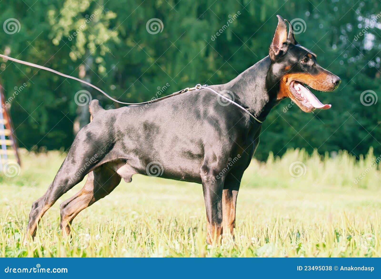 Amazing Dobermann in Standing Stock Photo - Image of dobermann, looking ...