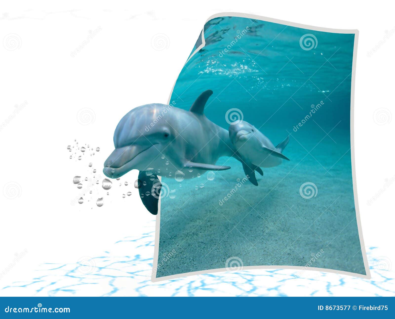 Dolphins Collage Stock Illustrations – 33 Dolphins Collage Stock ...