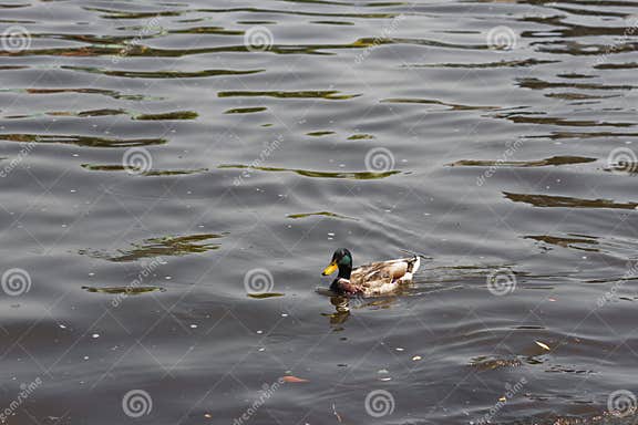 Amazing Drake Wild Duck with Green Head and Yellow Beak Swims in Lake ... Amazing Drake Wild Duck with Green Head and Yellow Beak Swims in Lake ...