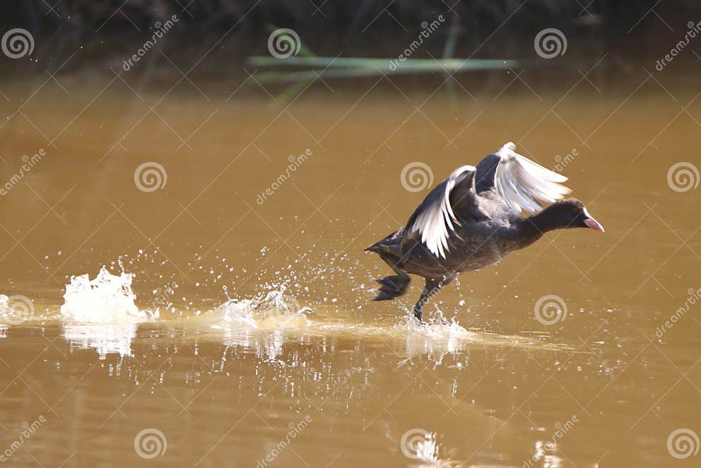 Amazing Duck Running Out in the River Stock Photo - Image of shorebird ...