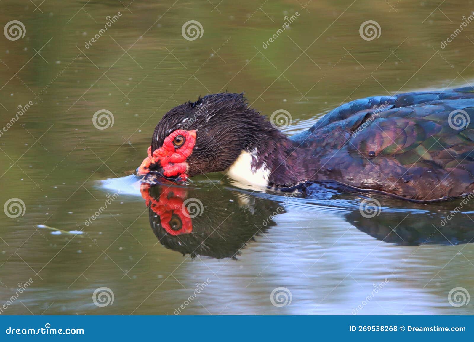 Amazing Duck Swimming in the River Stock Photo - Image of amazing, duck ...