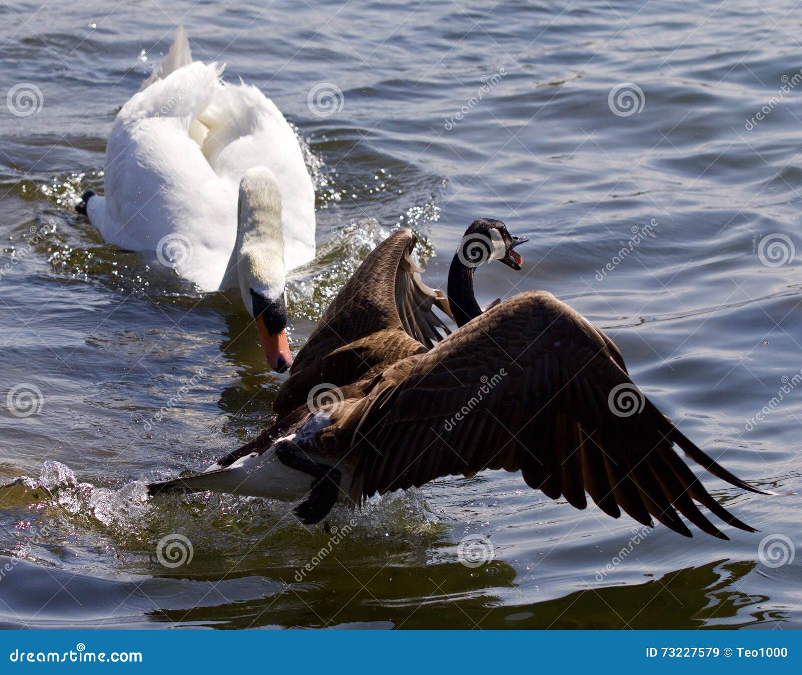 Amazing Emotional Moment with the Swan Attacking the Canada Goose Stock ...
