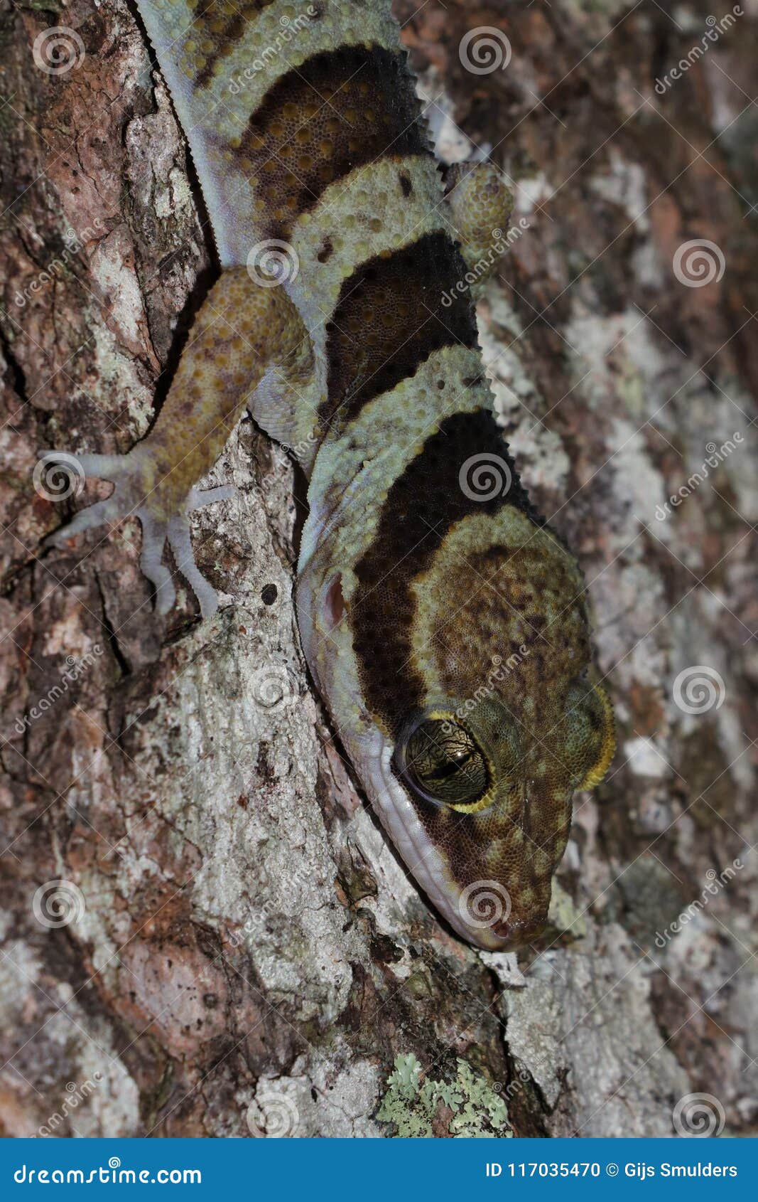 Ring-tailed Gecko stock photo. Image of ringtailed, reptile - 117035470
