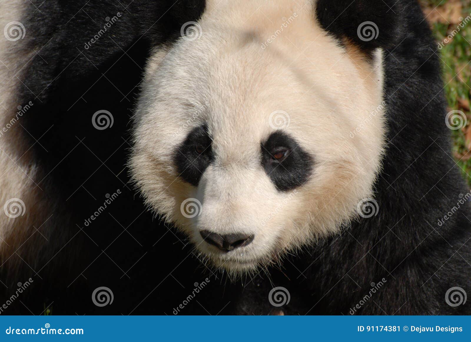 Amazing Face of a Large Giant Panda Bear Stock Image - Image of bear ...