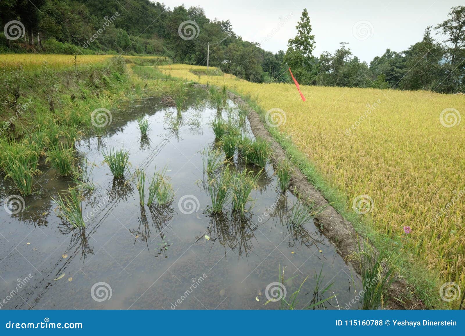 Amazing Fields of Rice in Northern China Stock Photo - Image of hanoi ... Amazing Fields of Rice in Northern China Stock Photo - Image of hanoi ...