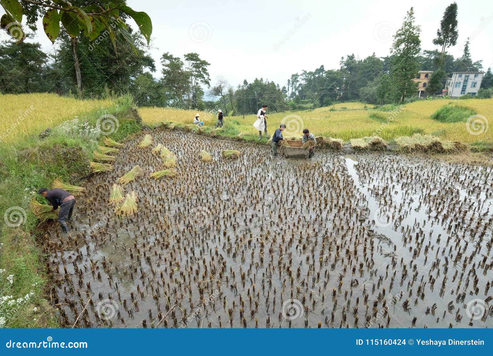 Amazing Fields of Rice in Northern China Editorial Stock Image - Image ...