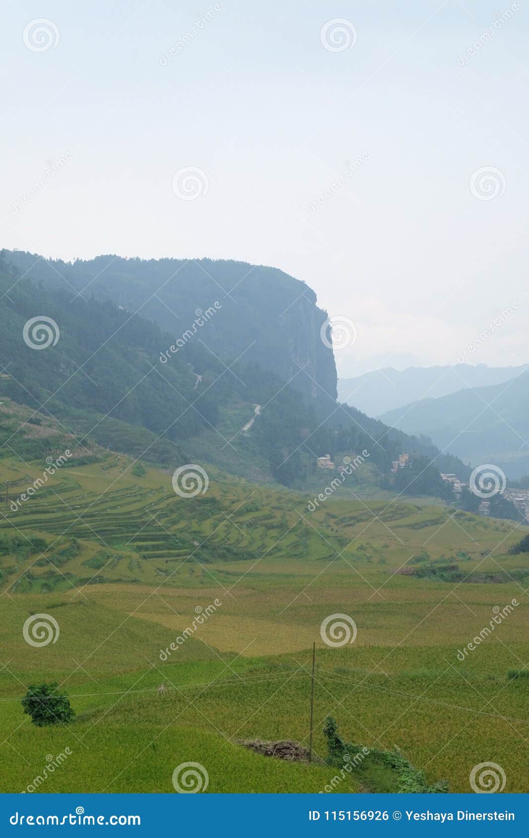 Amazing Fields of Rice in Northern China Stock Photo - Image of beauty ... Amazing Fields of Rice in Northern China Stock Photo - Image of beauty ...