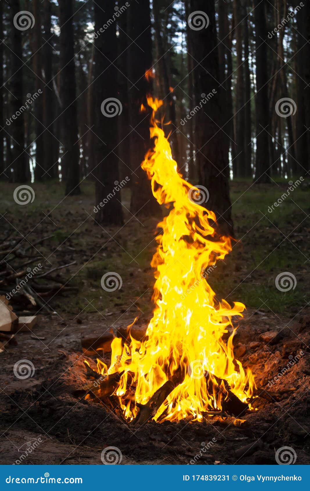 Amazing Fire in the Forest Against a Trees Background. Bonfire in the ...