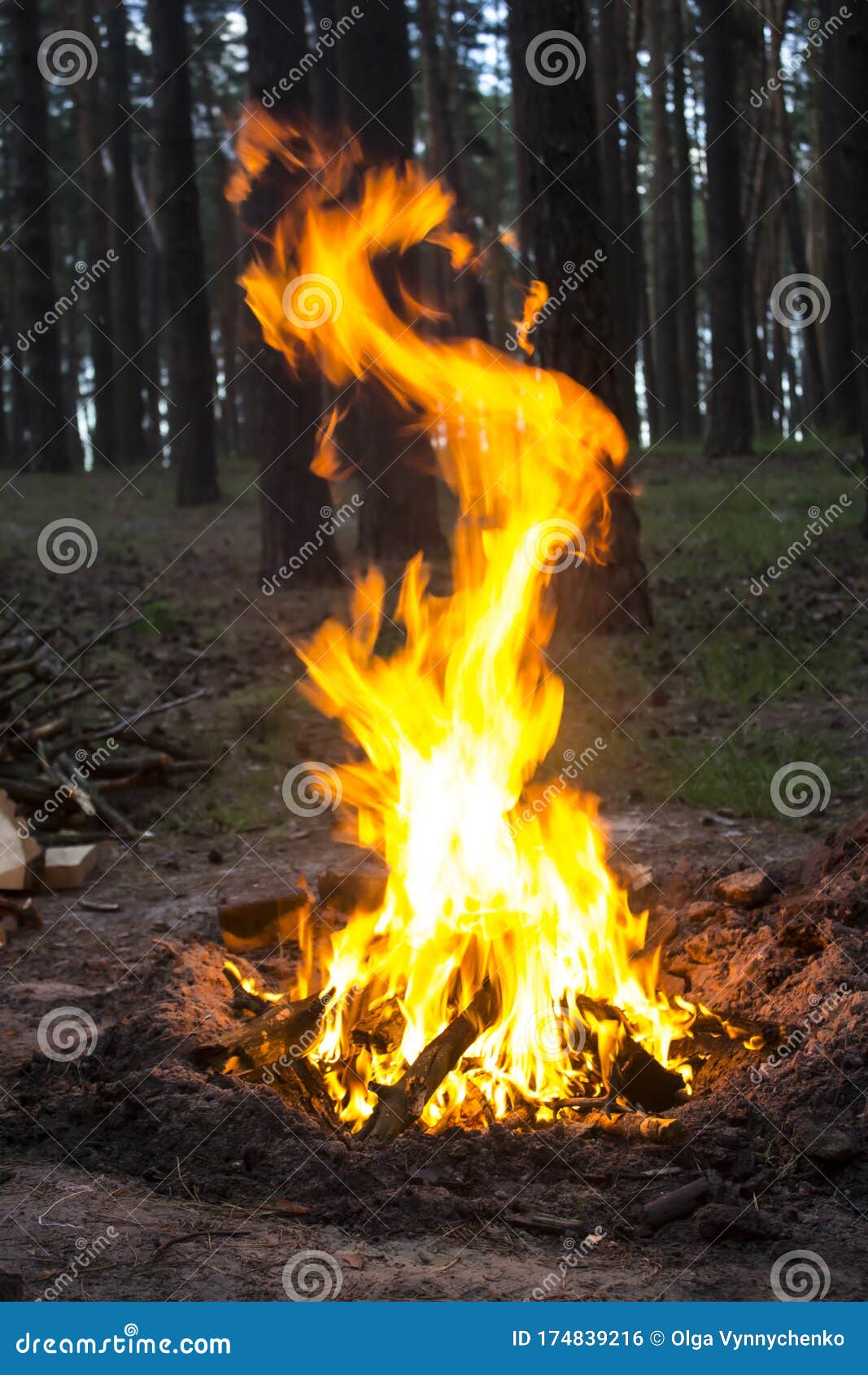 Amazing Fire in the Forest Against a Trees Background. Bonfire in the ...