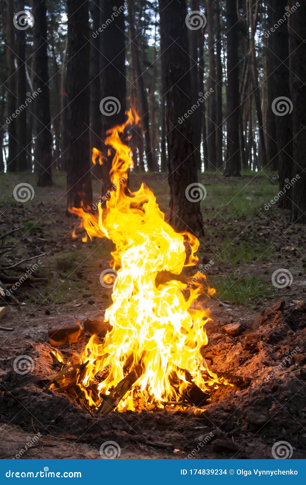 Amazing Fire in the Forest Against a Trees Background. Bonfire in the ...