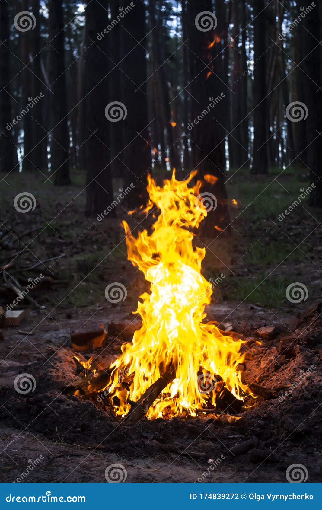 Amazing Fire in the Forest Against a Trees Background. Bonfire in the ...