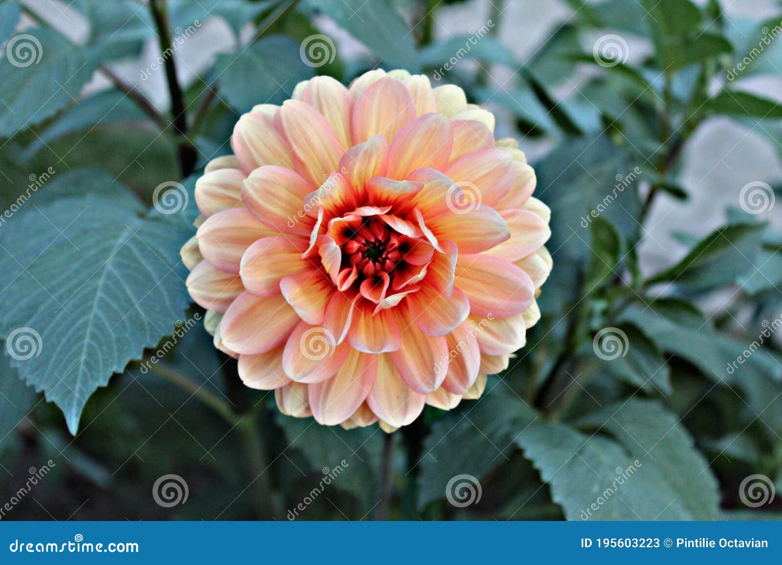 An amazing flower stock image. Image of bouquet, herb - 195603223