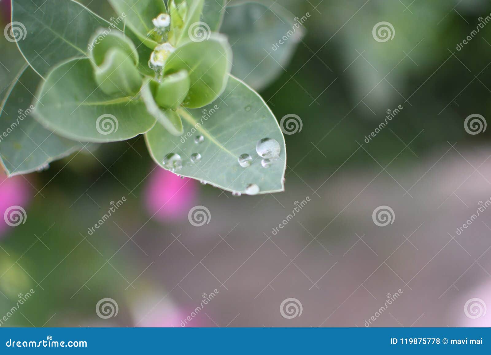 Amazing Flower with Rain Drops Stock Photo - Image of love, rainbow ...