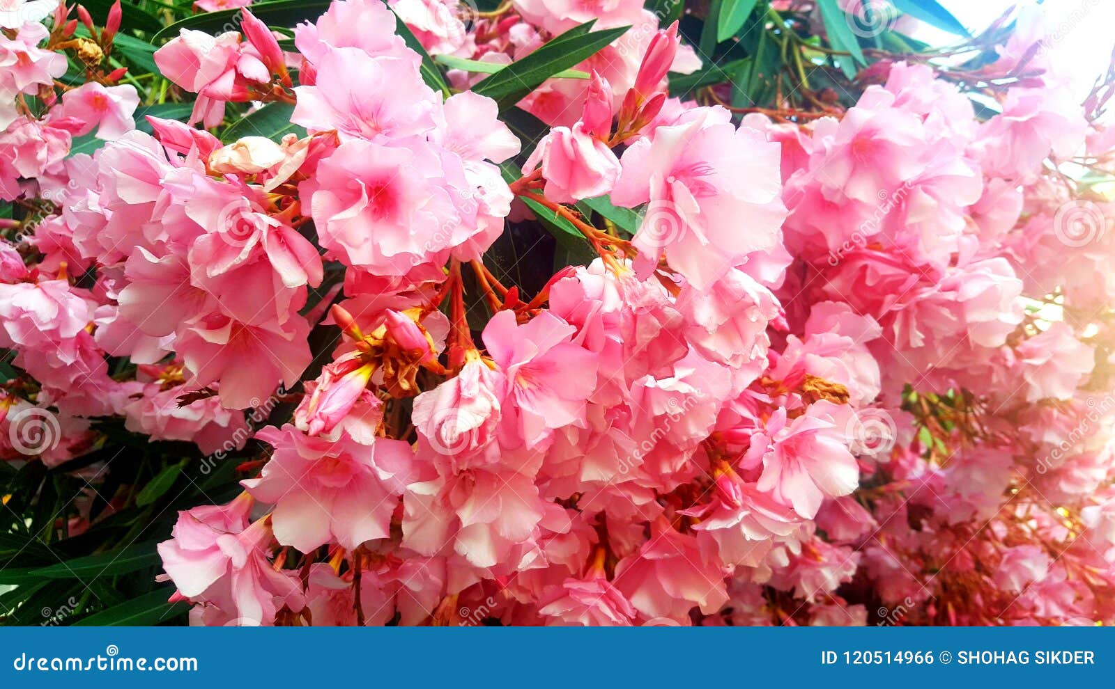 AMAZING FLOWER stock photo. Image of flower, nice, excellent - 120514966