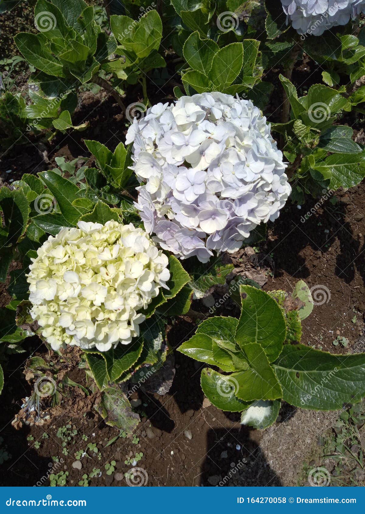 The Amazing Flowers in Java Stock Photo - Image of java, floweres ...