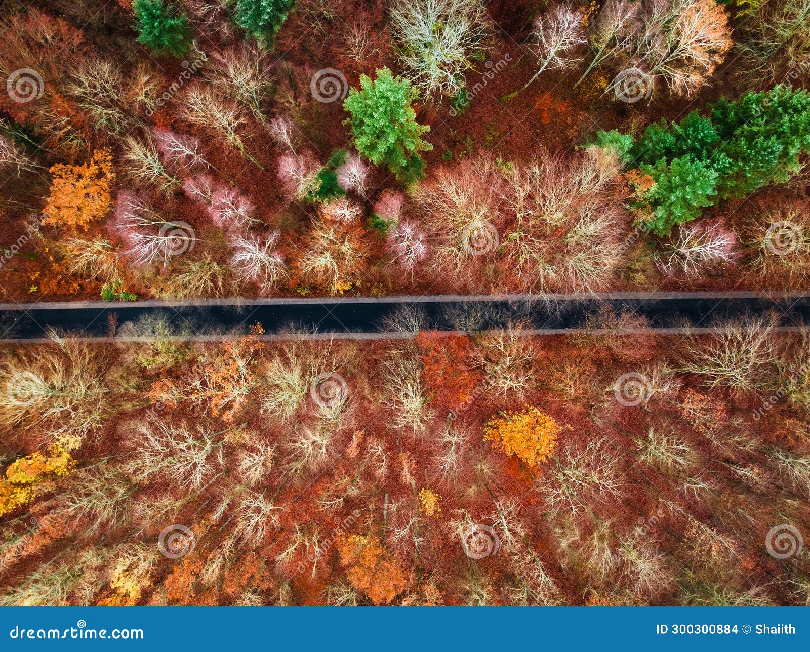 Amazing Forest in the Fall View from Above Stock Photo - Image of ...