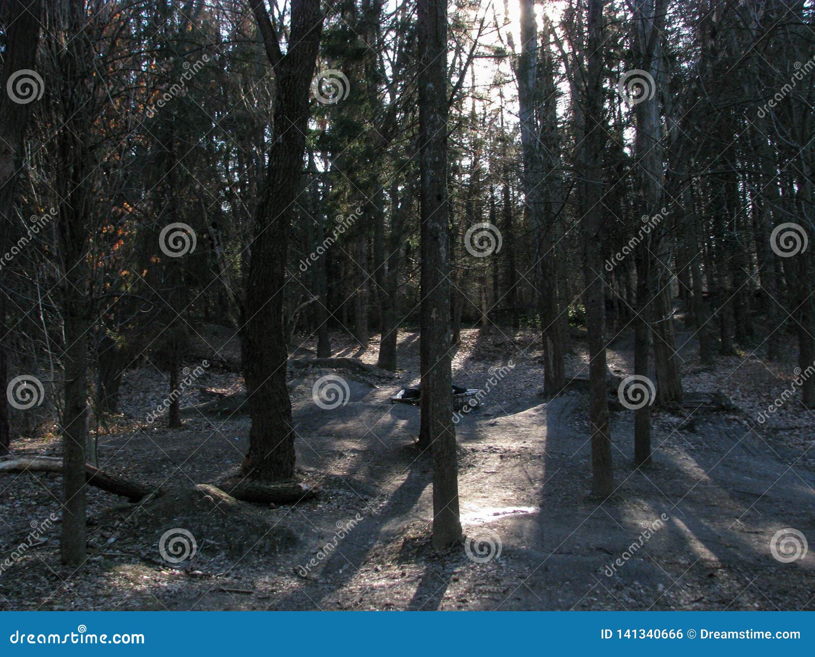 Amazing Forest Shot with Sun Shining through Stock Photo - Image of ...