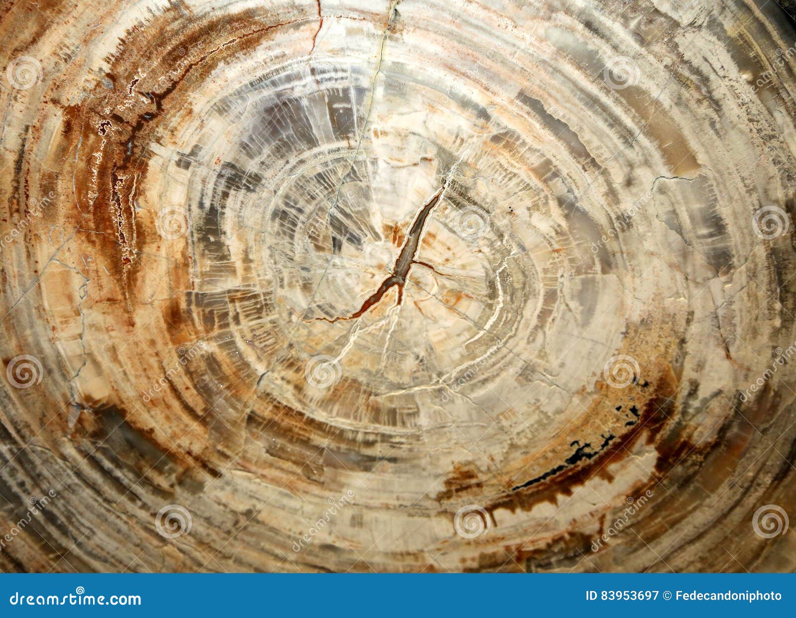 Amazing Fossilized Tree Trunk Lived Millions of Years Ago Stock Image ...