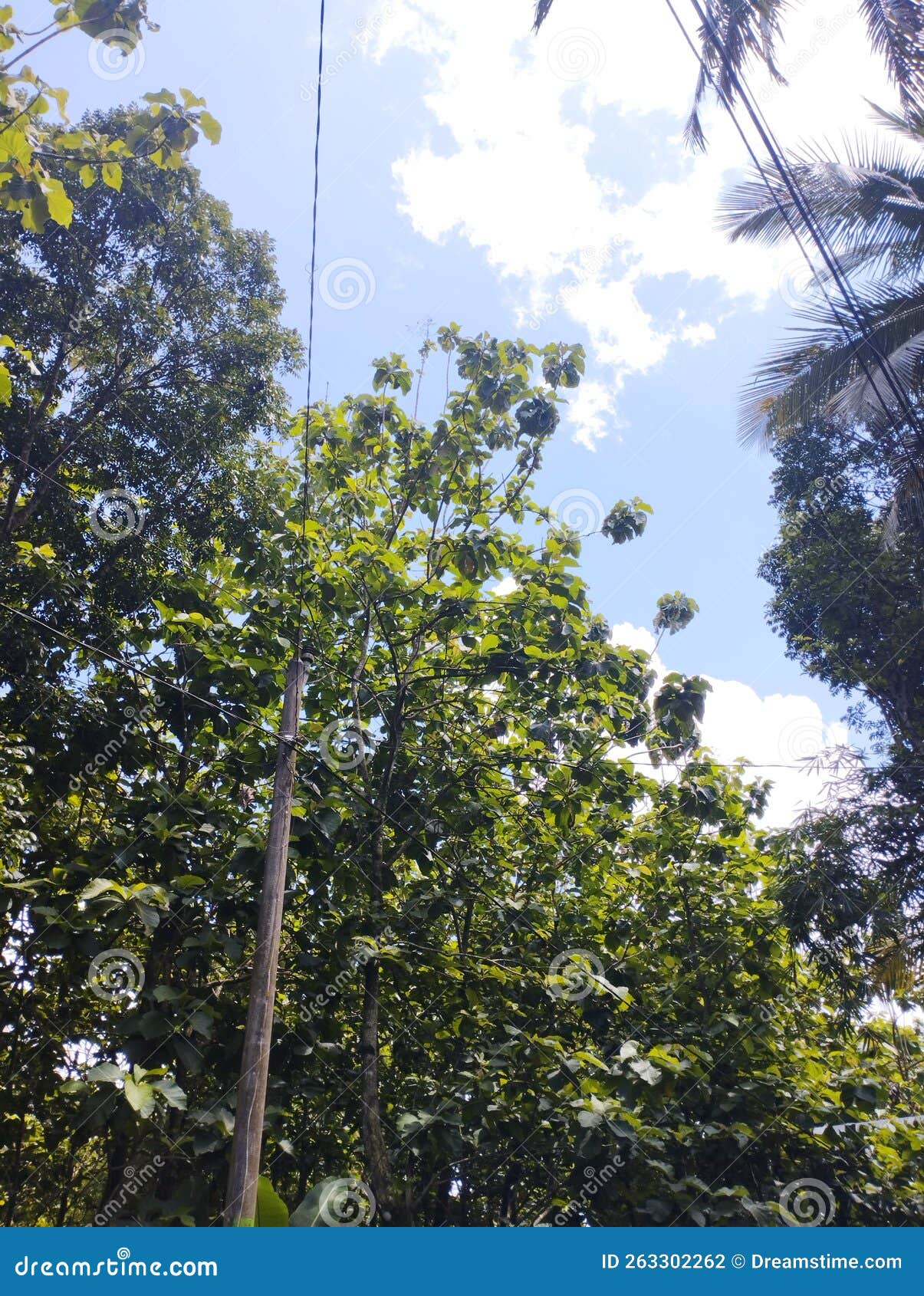 Amazing Front View of the House Stock Photo - Image of shrub, yellow ...