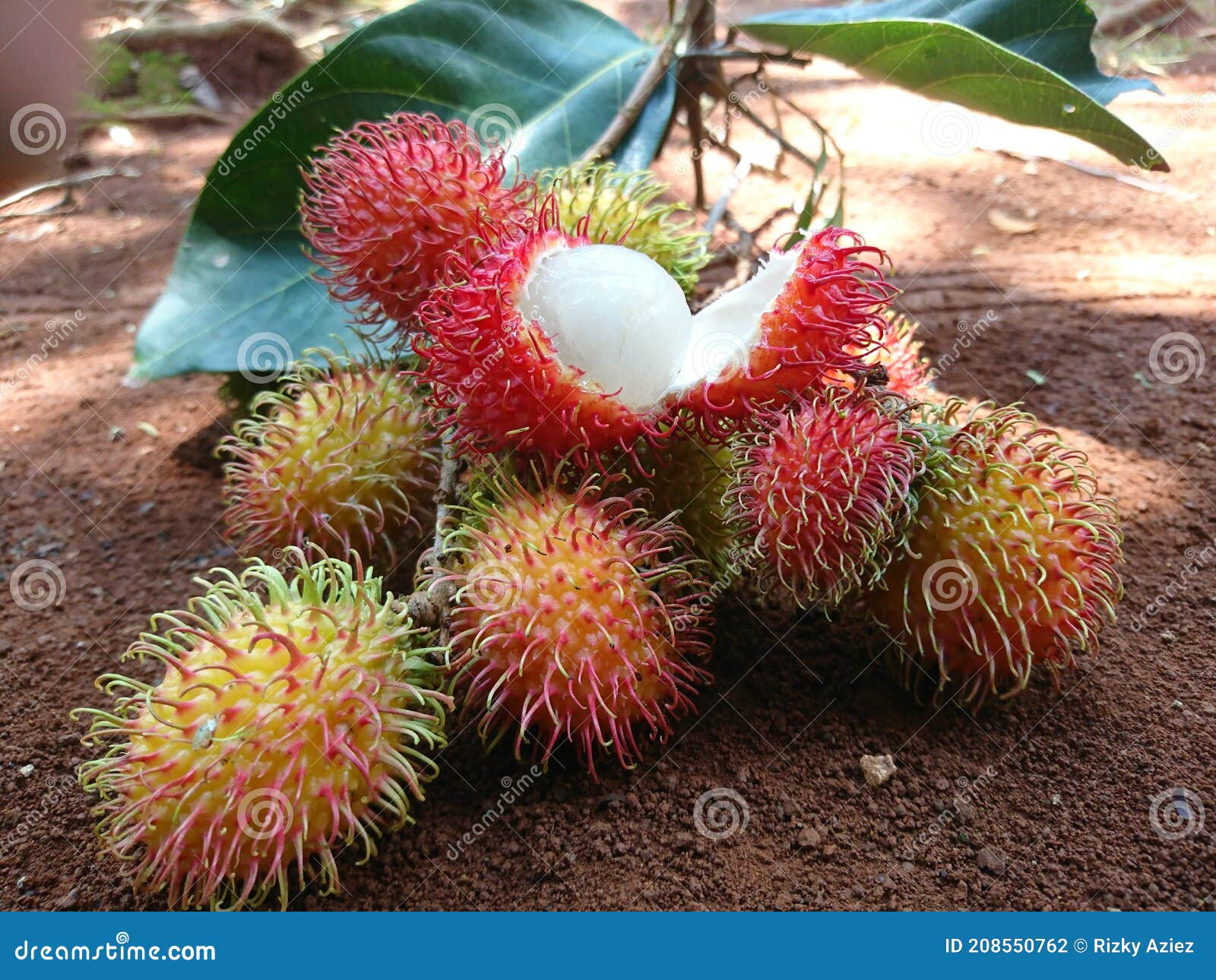 Amazing Fruit from My Country Stock Photo - Image of called, branch ...
