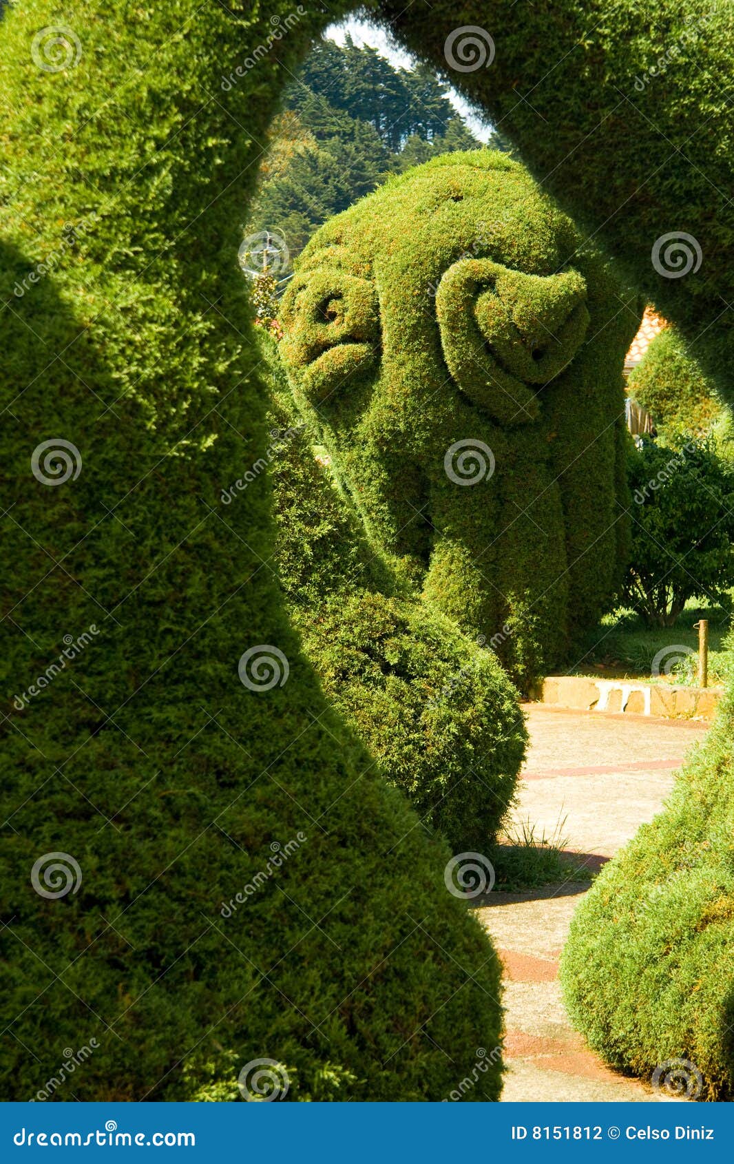 Bushes and hedges trimmed stock photo. Image of gardening - 8151812