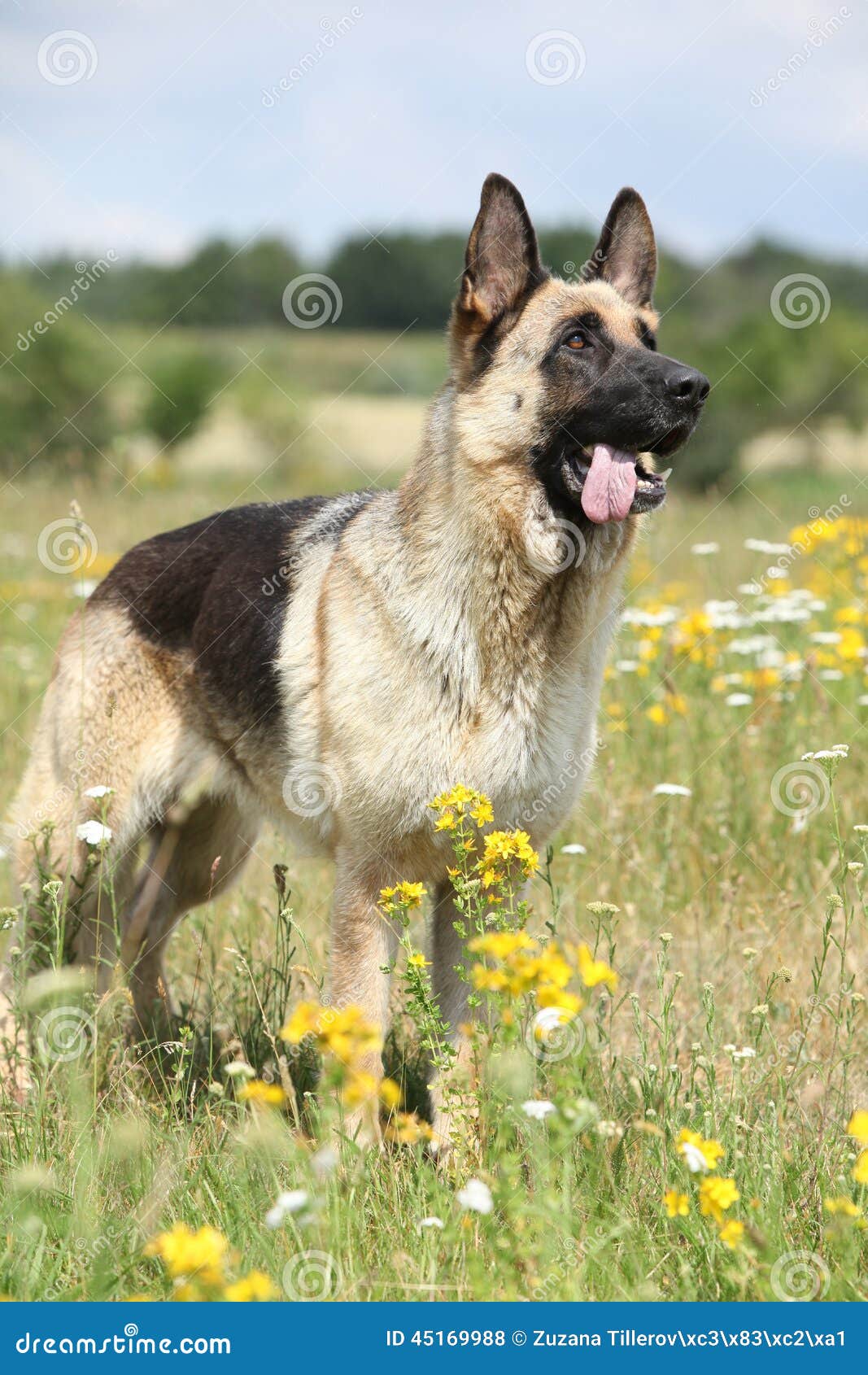 Amazing German Shepherd Standing on Green Field Stock Photo - Image of ...