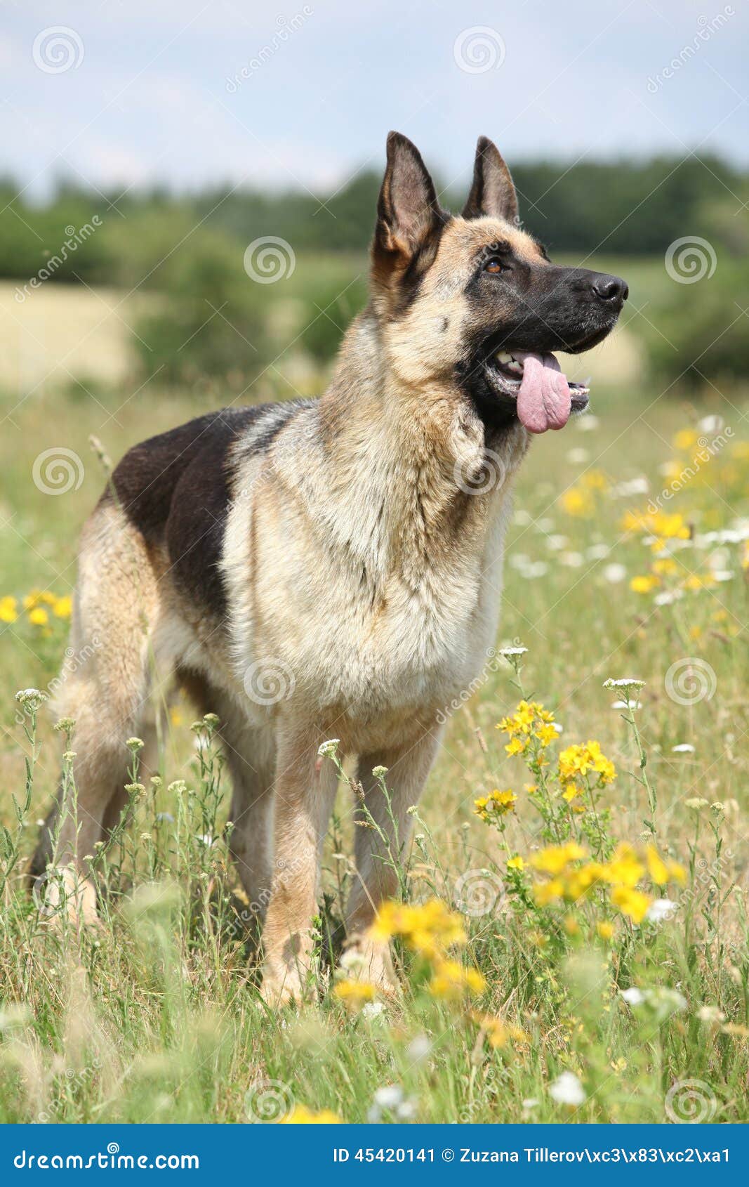 Amazing German Shepherd Standing on Green Field Stock Image - Image of ...