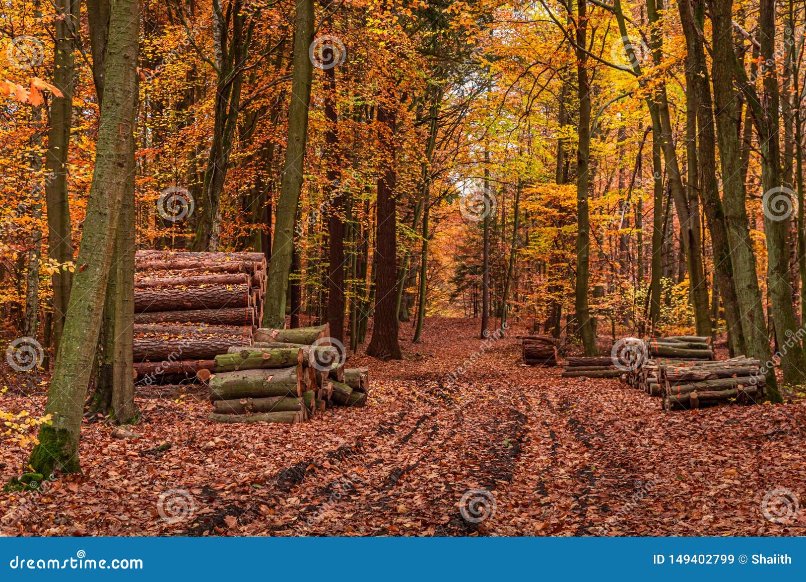 Amazing Gold Forest in the Fall Stock Image - Image of amazing, autumn ...