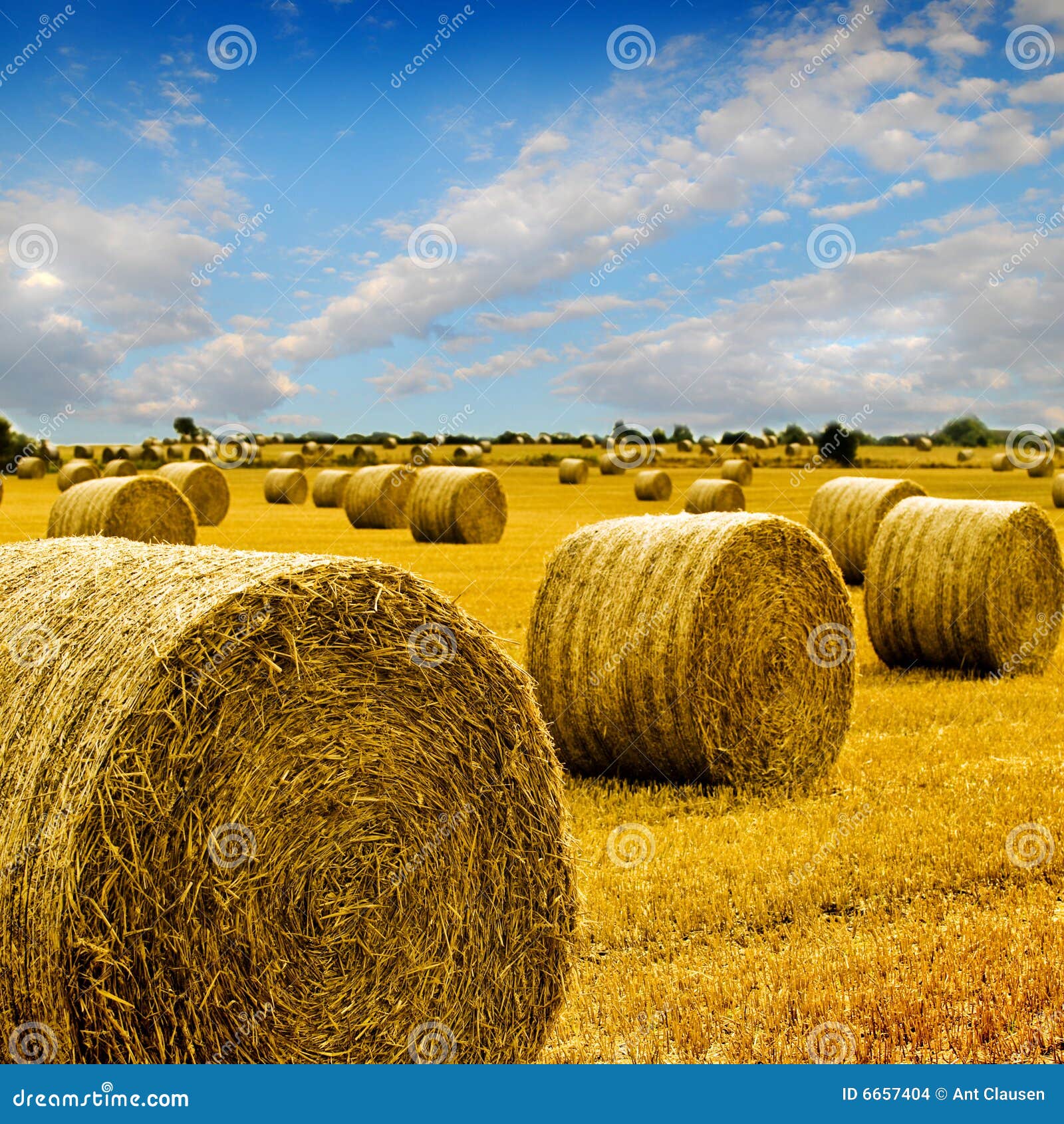 Amazing Golden Hay Bales stock photo. Image of golden - 6657404