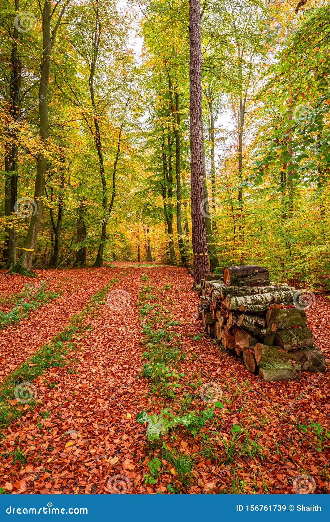 Amazing and Golden Path in Sunny Forest Stock Image - Image of path ...
