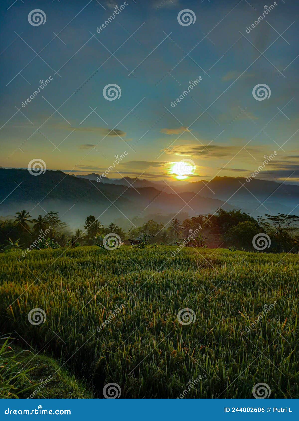 Amazing Grass Field Landscape at Sunrise Stock Photo - Image of amazing ...