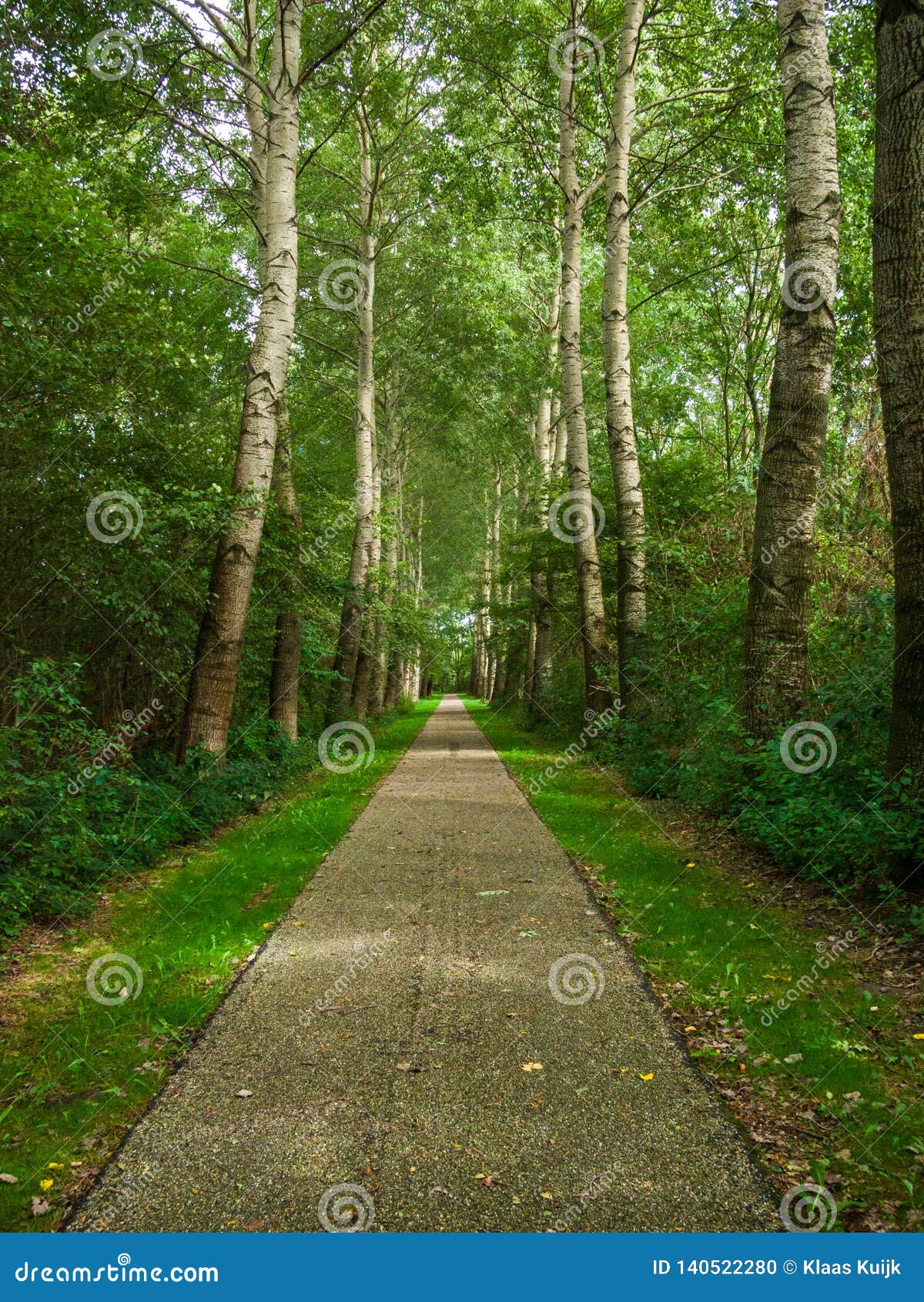 Amazing Green Tree Path Inside the Woods Outside. Nature Path with ...