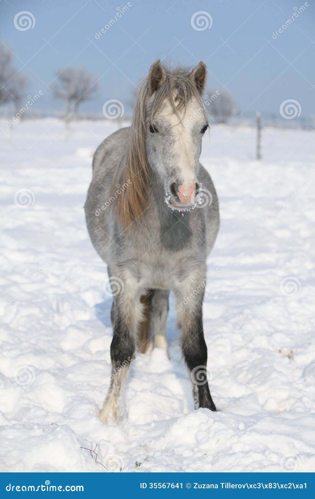 Amazing Grey Pony in Winter Stock Image - Image of mountain ...