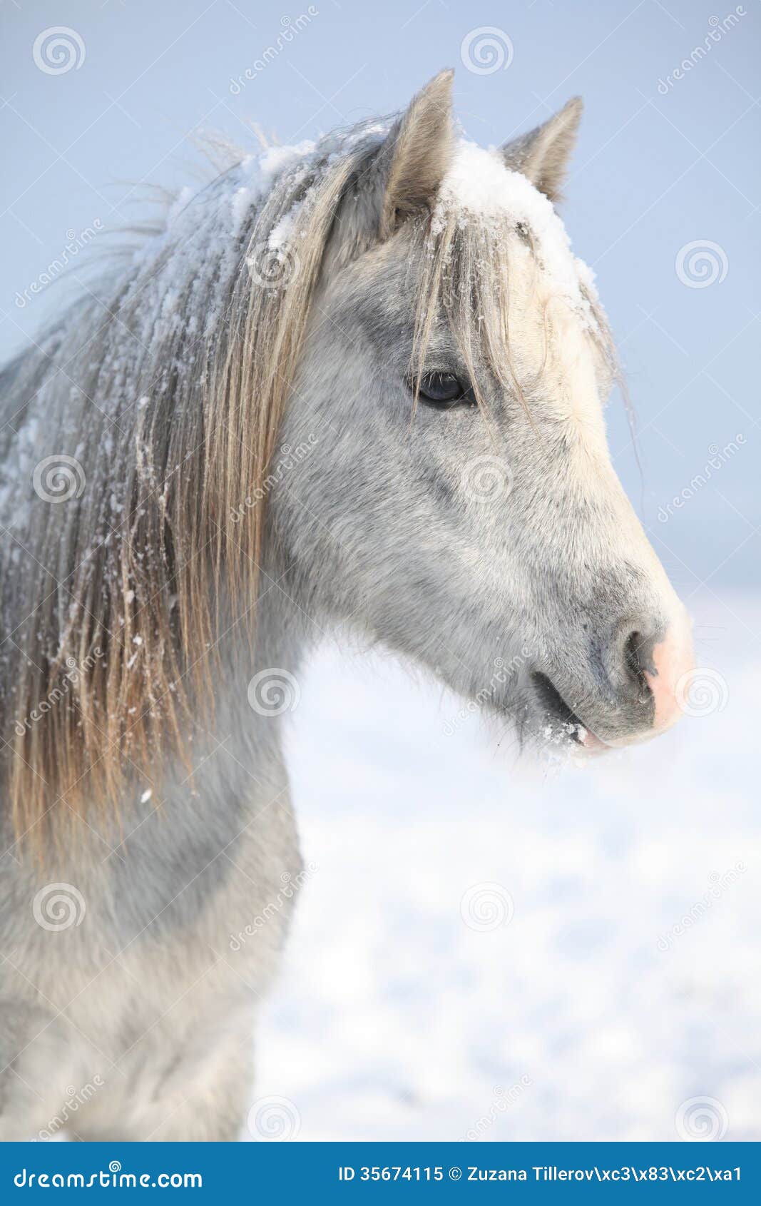 Amazing Grey Pony in Winter Stock Image - Image of outside, mammal ...