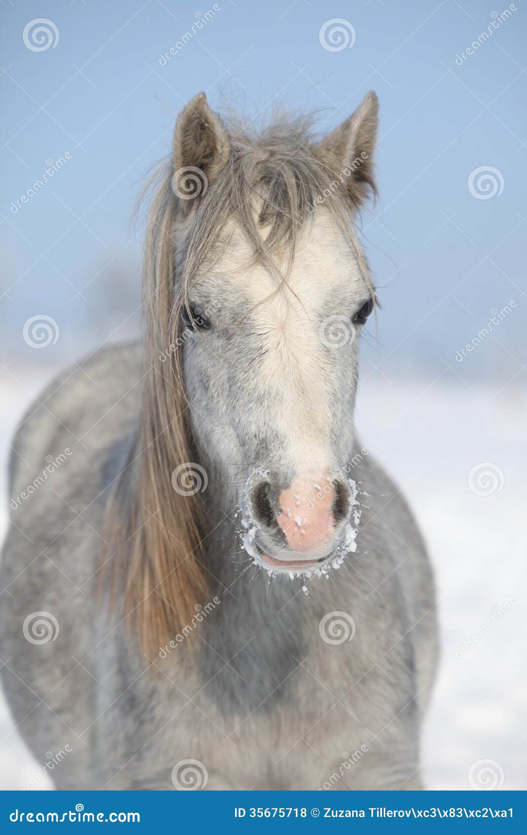 Amazing Grey Pony in Winter Stock Photo - Image of resting, snow: 35675718