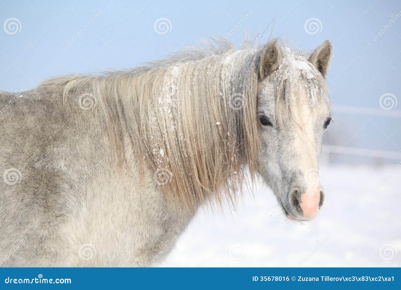 Amazing Grey Pony in Winter Stock Photo - Image of mammal, grey: 35678016