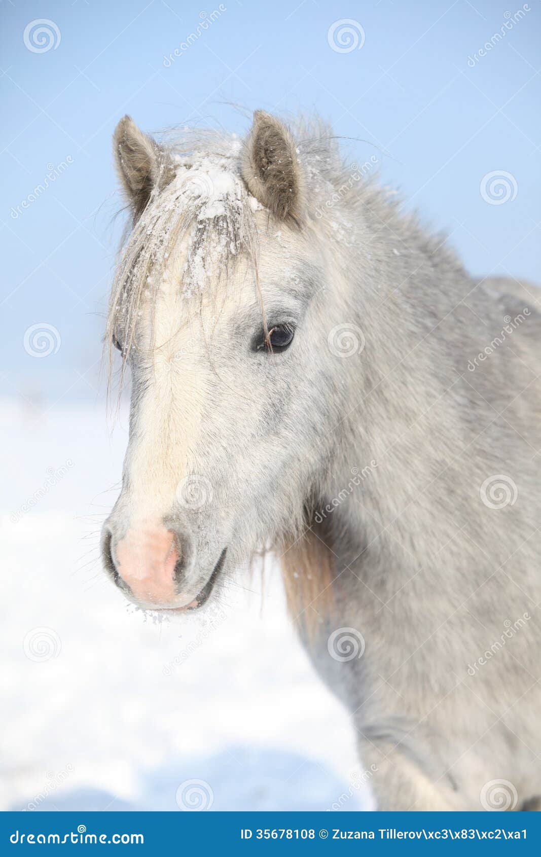 Amazing Grey Pony in Winter Stock Photo - Image of stand, mountain ...