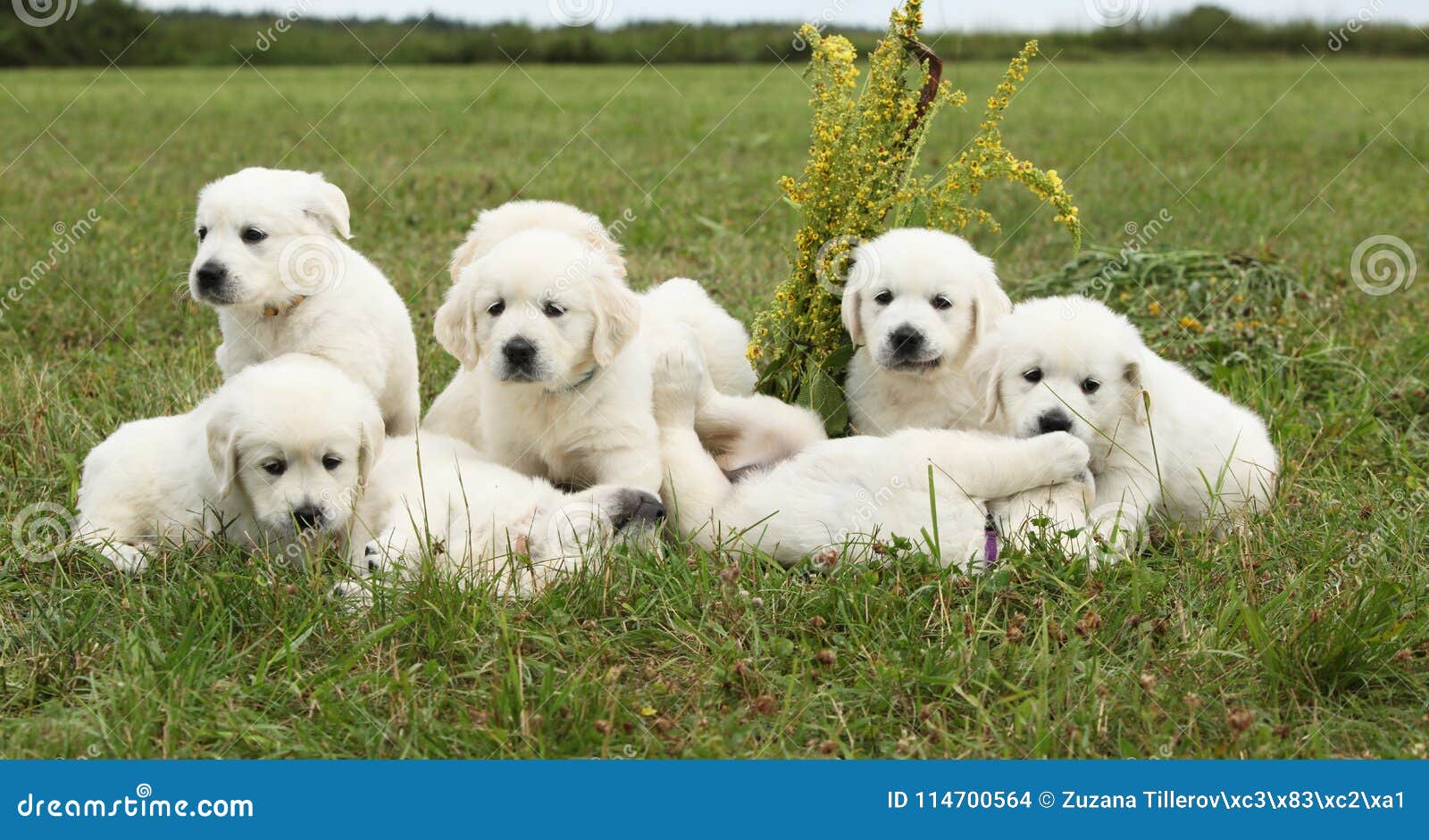 Amazing Group of Golden Retriever Puppies Stock Photo - Image of beauty ...