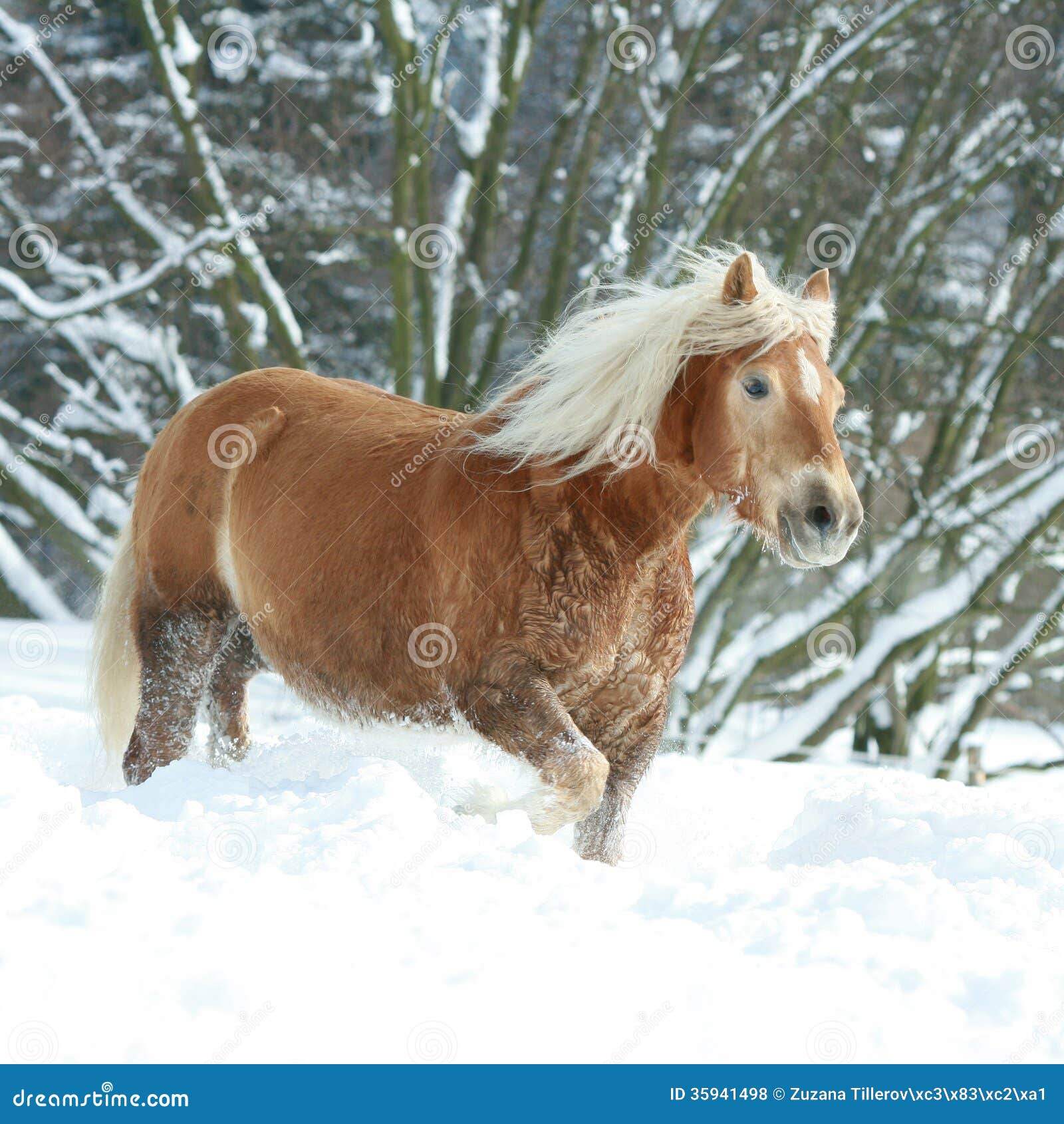 Amazing Haflinger Running in the Snow Stock Photo - Image of color ...