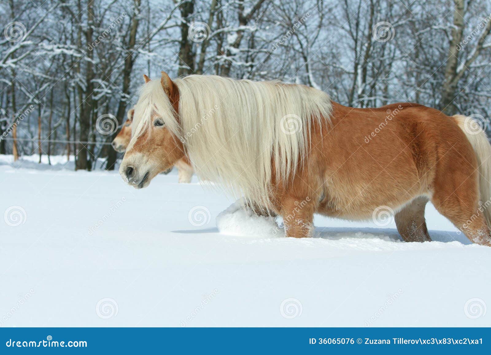 Amazing Haflinger Running in the Snow Stock Photo - Image of cold ...