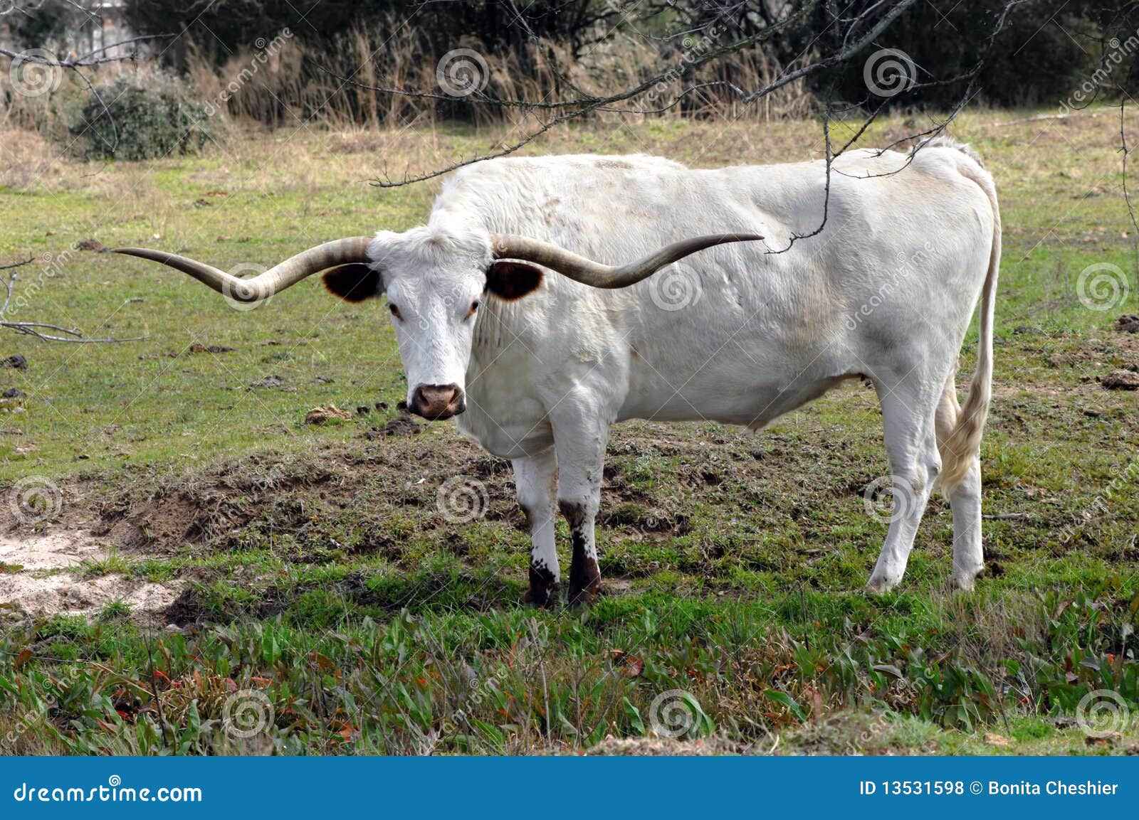 Amazing Horns stock photo. Image of steer, curved, farmland - 13531598