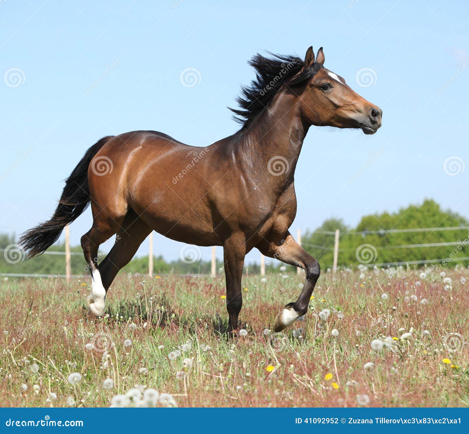 Amazing Horse Running on Spring Pasturage Stock Photo - Image of young ...