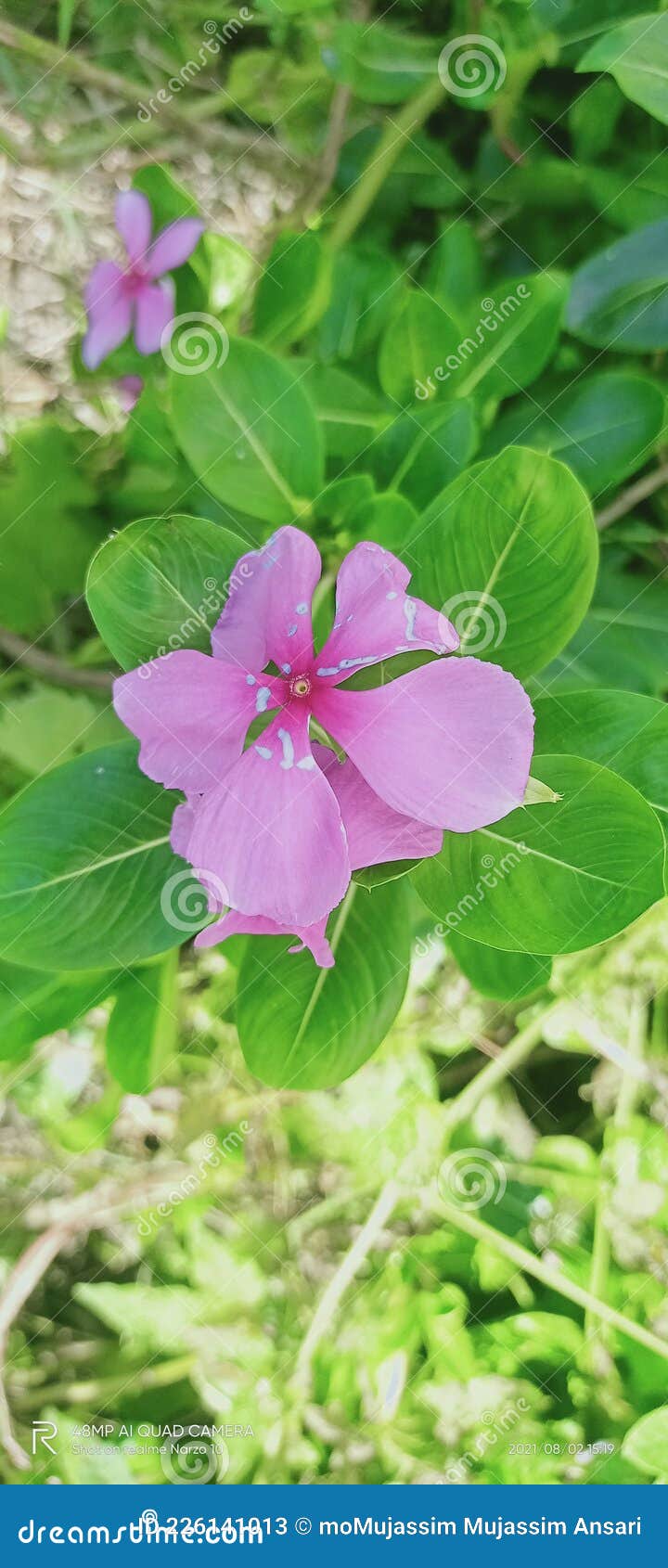Amazing I Like this Flower Wow Stock Image - Image of flower, amazing ...