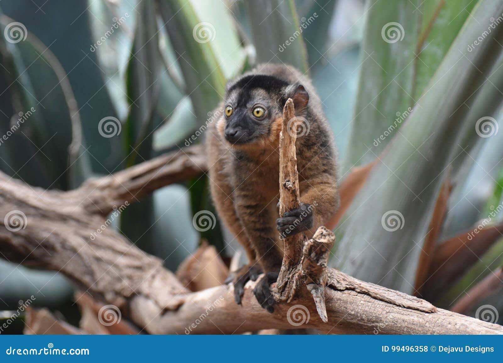 Amazing Image of a Brown Collared Lemur Stock Photo - Image of wildlife ...