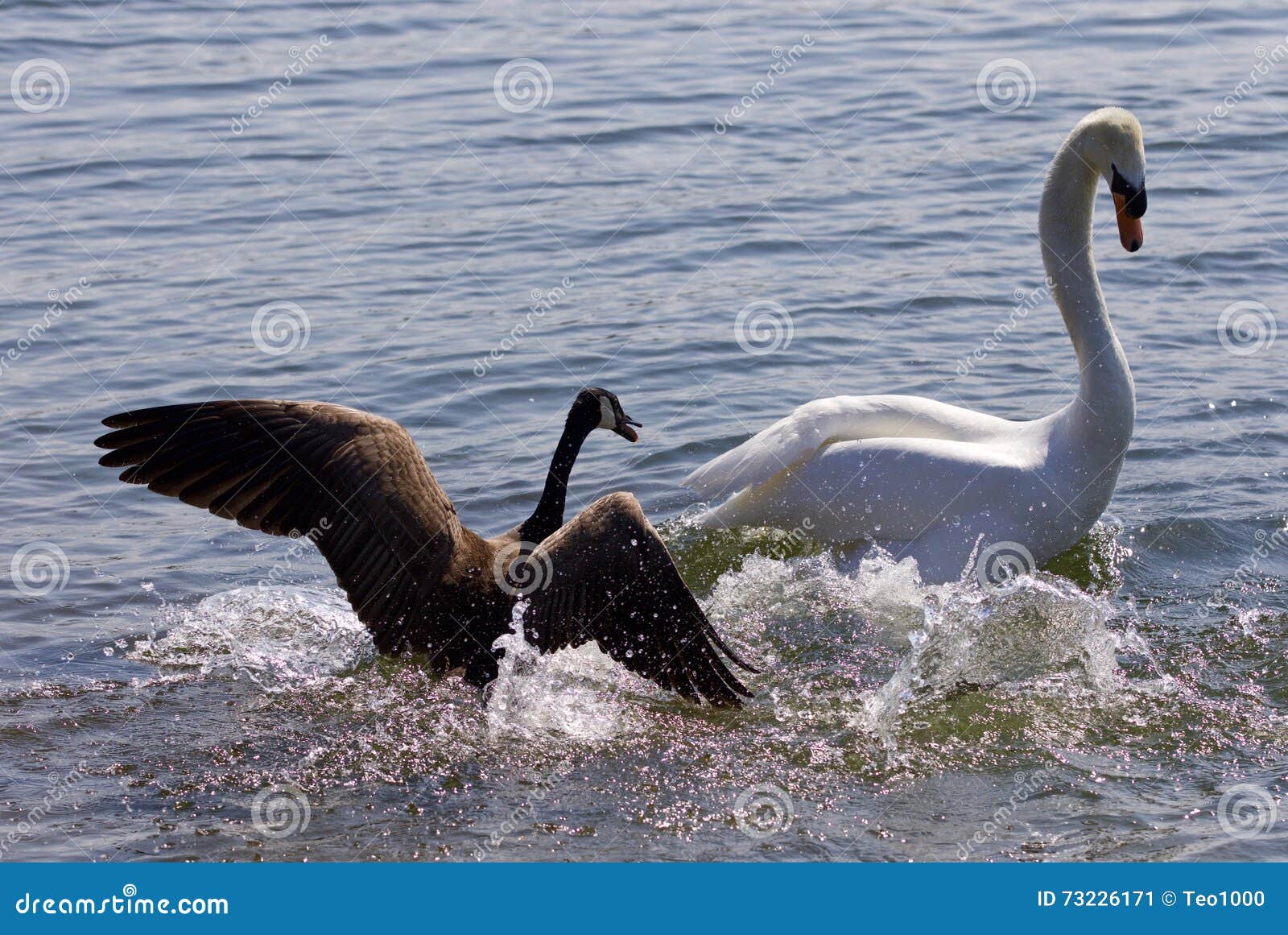 Amazing Image of the Small Canada Goose Attacking the Swan on the Lake ...